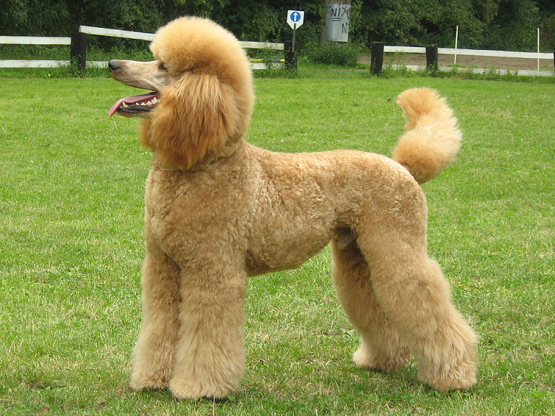 Historie plemene-pudl :: Eva-j